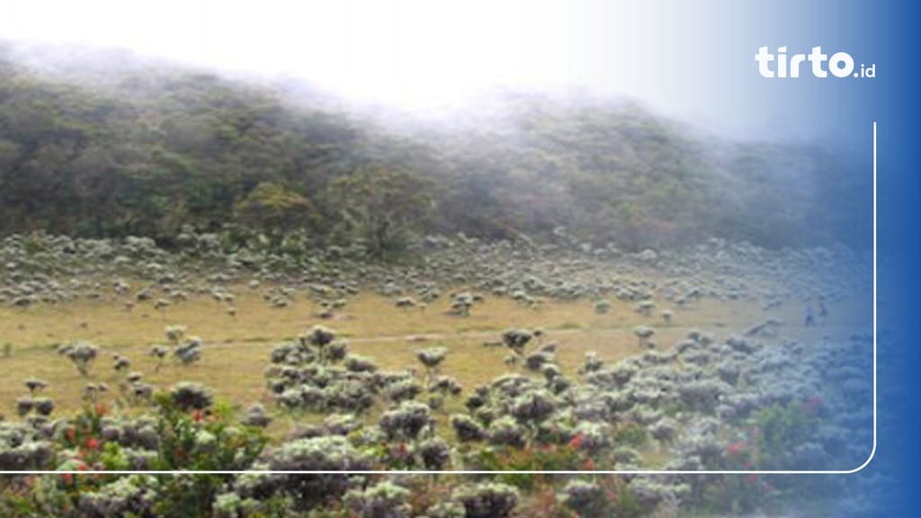 Mengenal Bunga Edelweis: Ciri-Ciri dan Asal Mula Penyebutan Namanya