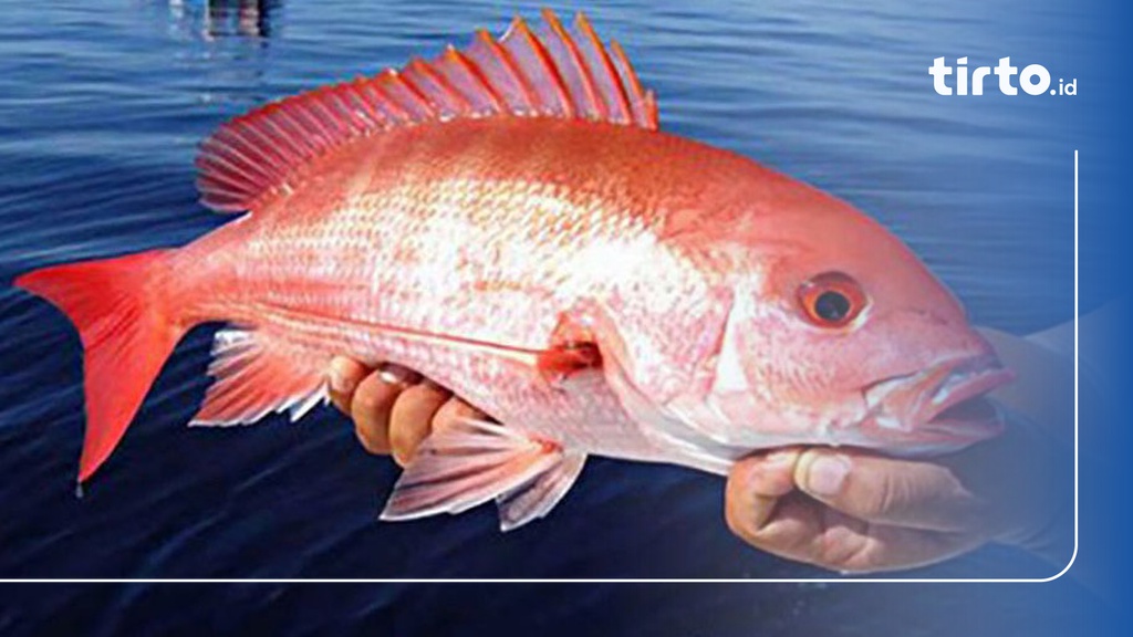 Tak Perlu Terpaku pada Ikan Dori Palsu