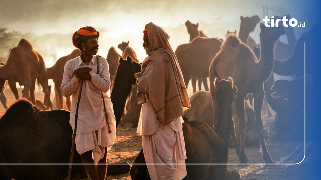 Efek Minum Kencing Unta Bagi Tubuh dan Ancaman Penyakit Mers