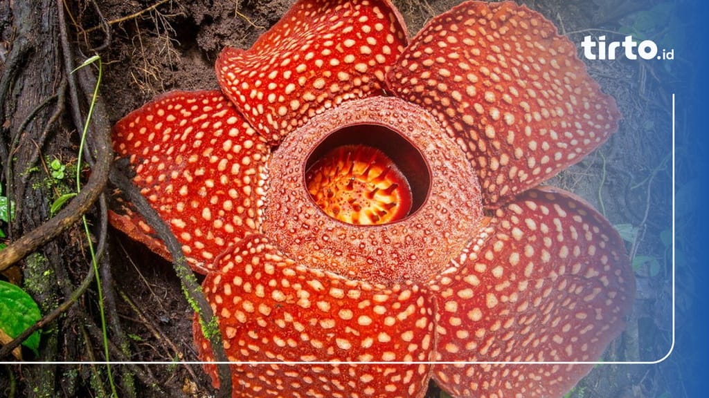 Kisah Penemuan Bunga Rafflesia arnoldi di Bengkulu