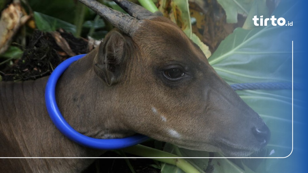 Contoh Fauna Endemik Indonesia Barat, Tengah, Timur & Daerah Asal
