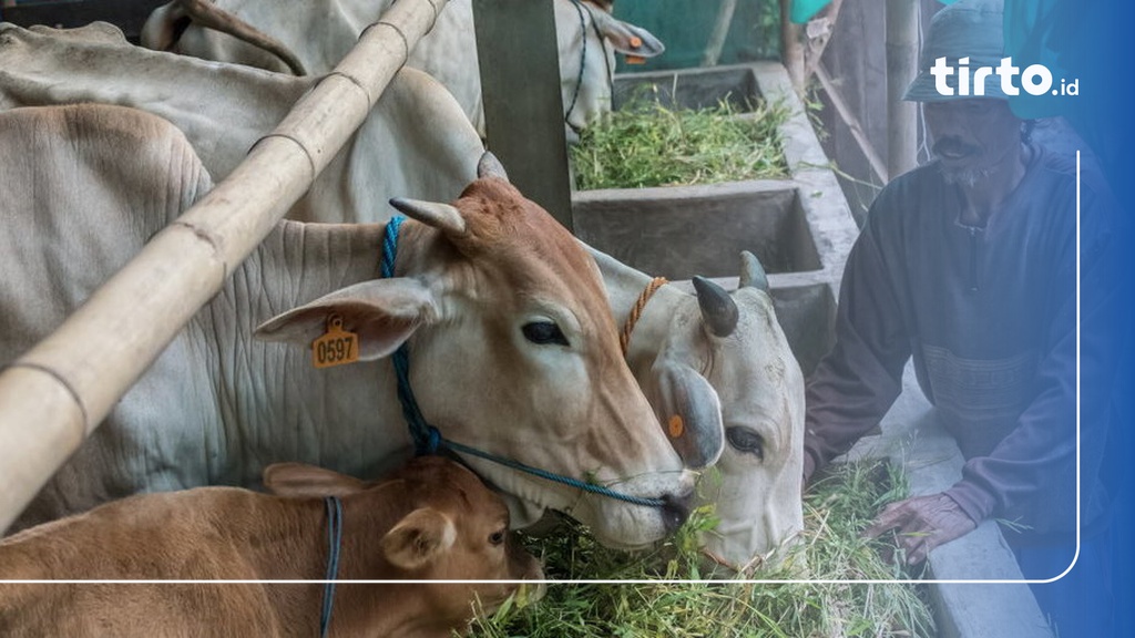 Kementan Akan Impor 150.000 Sapi Hidup Lewat Skema Investasi
