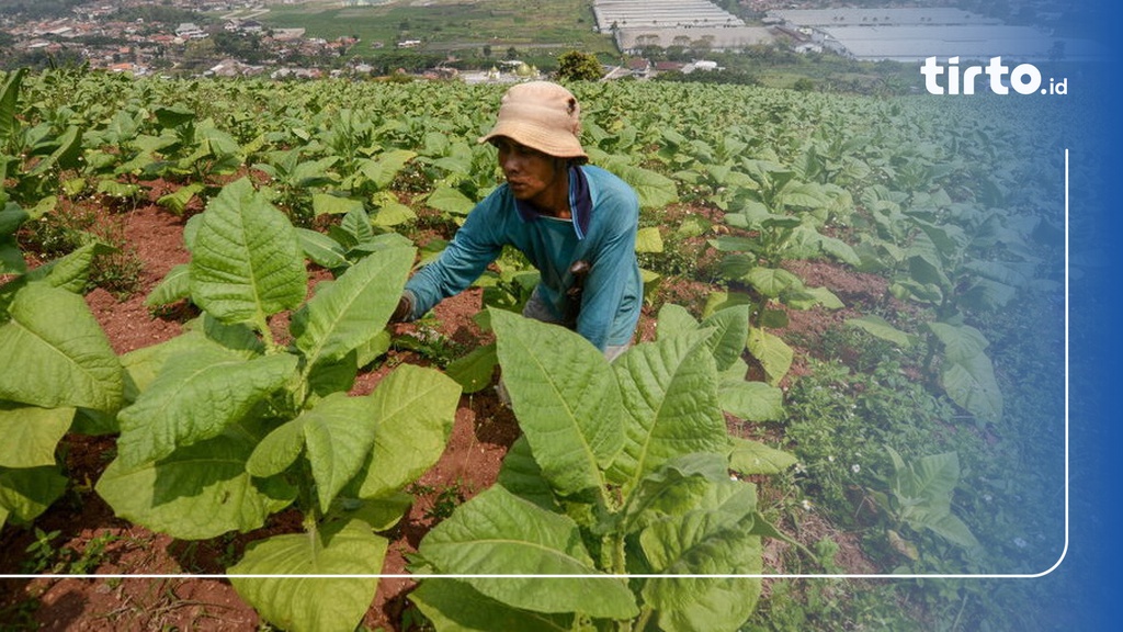 Pemerintah Tetapkan Tarif Cukai Tembakau Awal Oktober 2018
