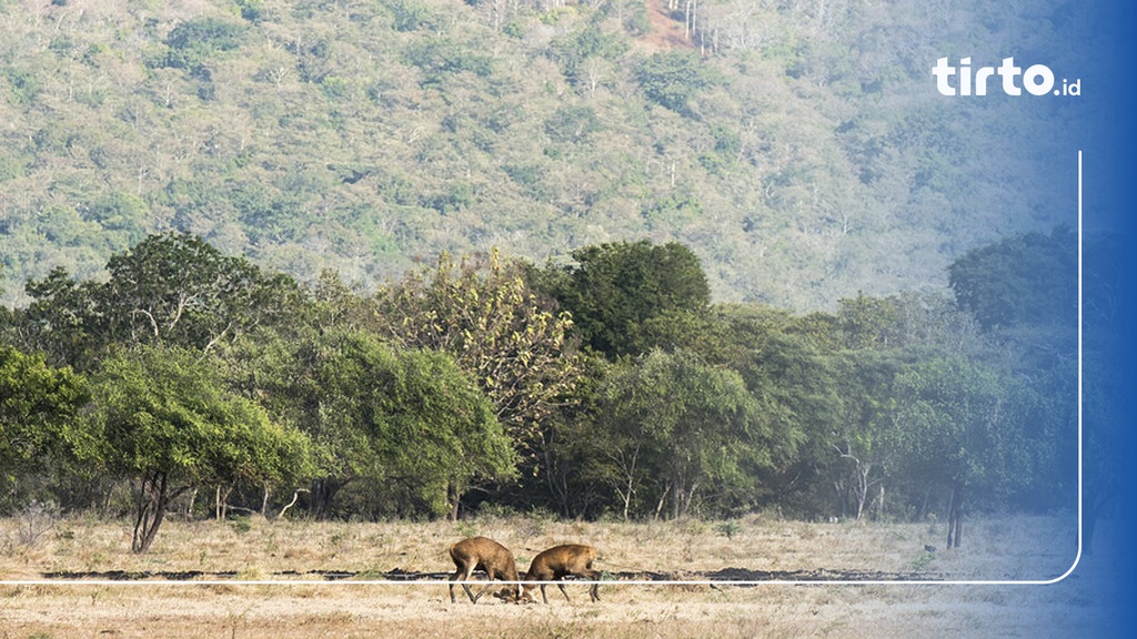 Macam-Macam Bioma yang Ada di Indonesia