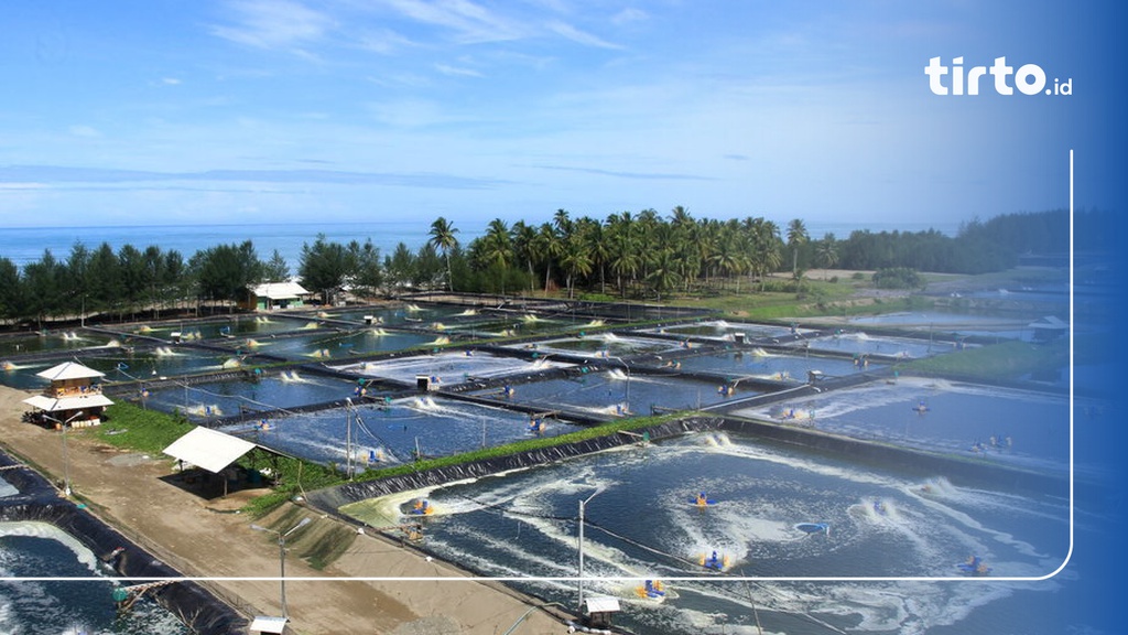 Mati Listrik Massal Rugikan UMKM Perikanan, Seperti Koi dan Udang