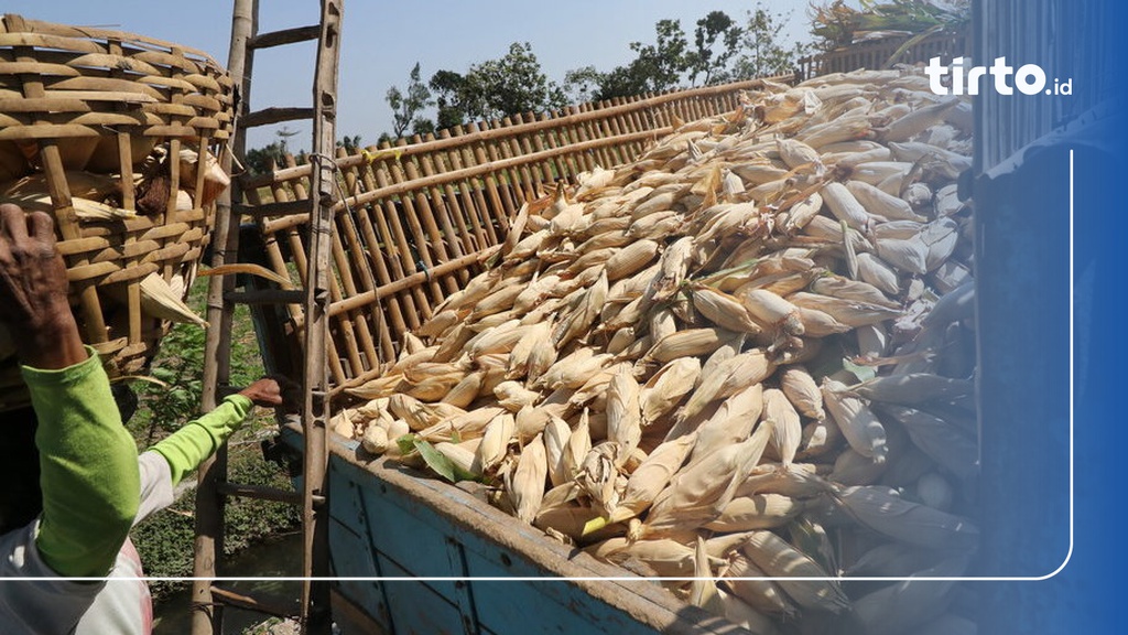 Kementan Minta Polemik Soal Peminjaman Stok Jagung Tak Diperpanjang Kementan Minta Polemik Soal Peminjaman Stok Jagung Tak Diperpanjang