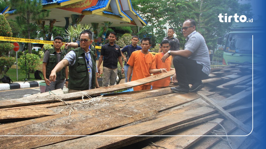KLHK Sita 384 Kontainer Kayu Ilegal Asal Papua dalam Sebulan
