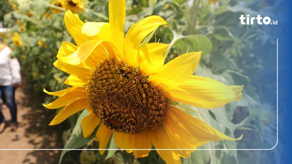 Contoh Tumbuhan Dikotil dan Ciri-cirinya