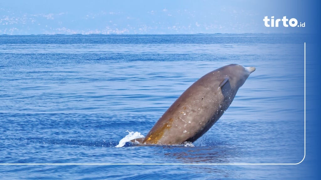 Mengenal Ordo Cetacea: Ciri-ciri dan Contoh Jenis Hewannya