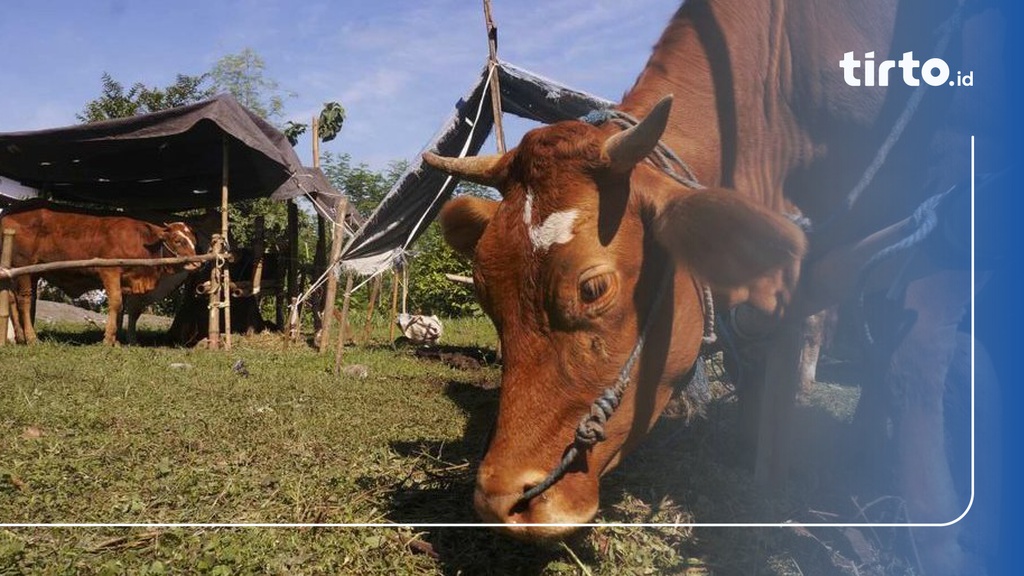 Proses Aliran Energi dalam Ekosistem, Urutan, dan Contohnya