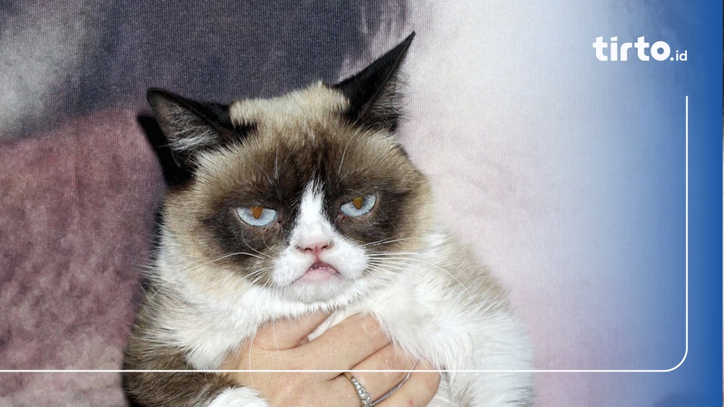 Grumpy Cat, Si Kucing Berwajah Cemberut Itu, Meninggal....