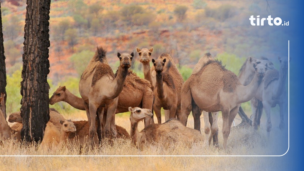 Mengapa Jemaah Haji Diimbau Tak Berfoto dengan Unta?