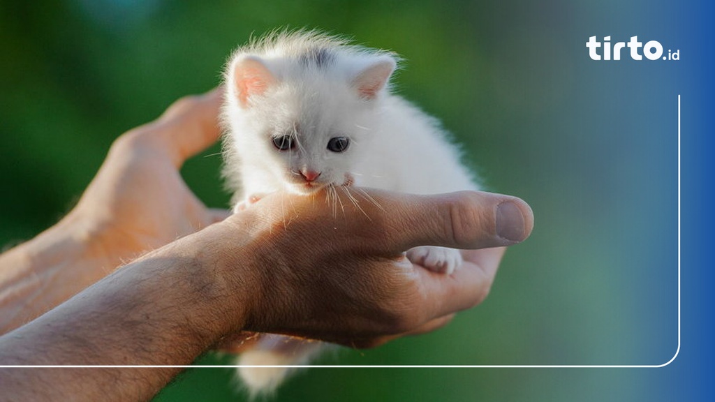 Fakta-Fakta Pemilik Kos di Semarang Makan Daging Kucing