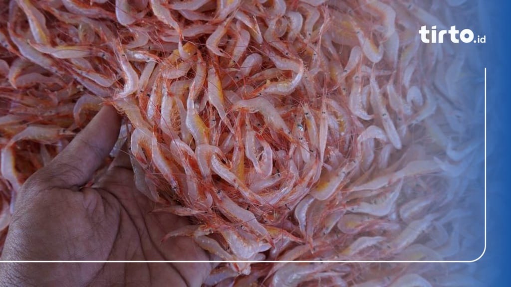 Ciri-ciri Alergi Udang dan Cara Mengatasinya