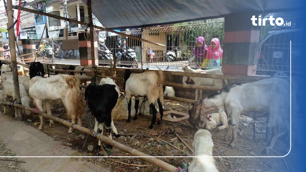 Harga Kambing Kurban 2023 Domba/Gibas dan Premium Terbaru Juni