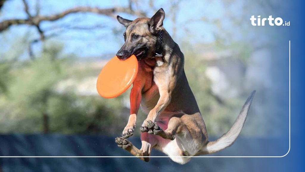 Pemprov DKI Tak Akan Kembalikan Anjing Milik Artis Bimo Aryo