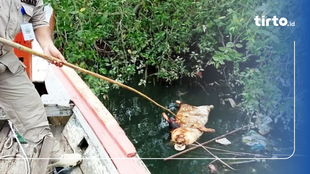 4.682 Ekor Babi Mati Akibat Virus Hog Cholera di Sumatera Utara