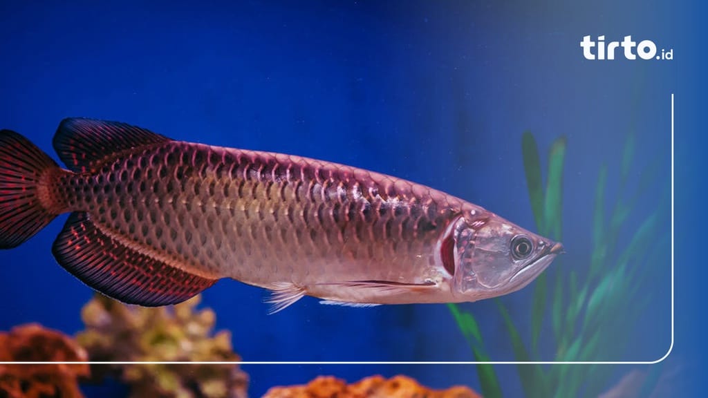 Mengenal Jenis Ikan Arwana, Harga, & Ciri-cirinya