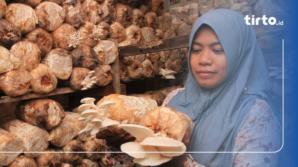 Cara Budidaya Jamur Tiram: Persiapan, Penanaman, Hingga Pemanenan