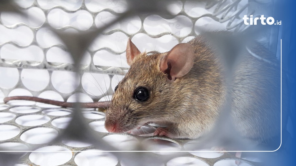 Cara Mengusir Tikus di Rumah untuk Cegah Penyakit Leptospirosis