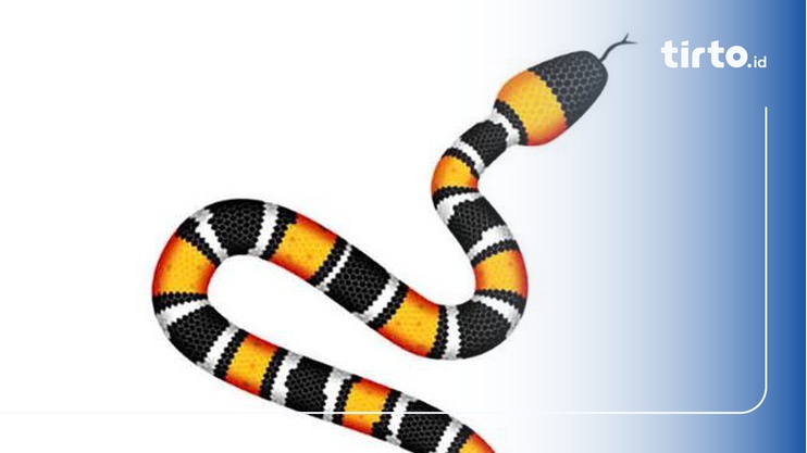 Mengenal Weling: Ular Paling Berbisa di Dunia