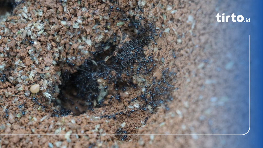 Manfaat Semut Jepang dan Cara Membudidayakan