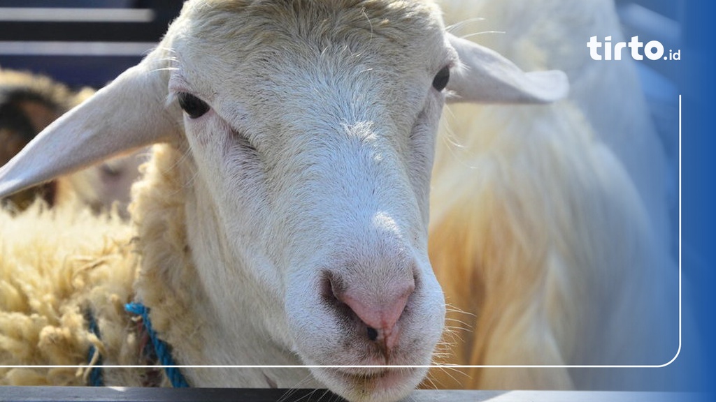 Sistem Pencernaan pada Hewan Ruminansia: Rumen hingga Usus Besar