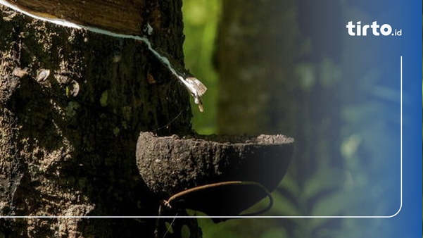 Apa Itu Karet Alami dan Sintesis: Kenali Jenis hingga Sifatnya