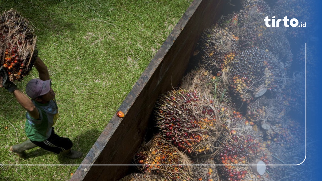 Banyak Perusahaan CPO di Bengkulu Tak Laporkan Transaksi