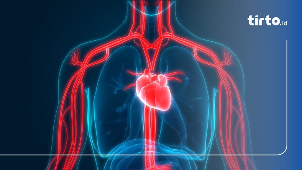 Mengenal Sistem Peredaran Darah Besar dan Kecil pada Manusia