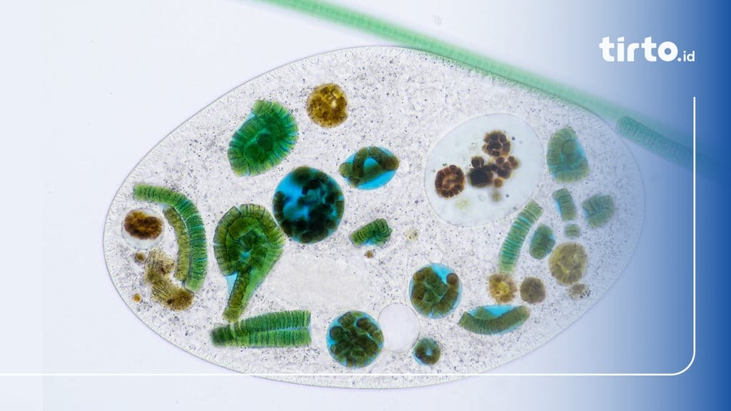 Apa itu Protista dan Seperti Apa Ciri-Cirinya?