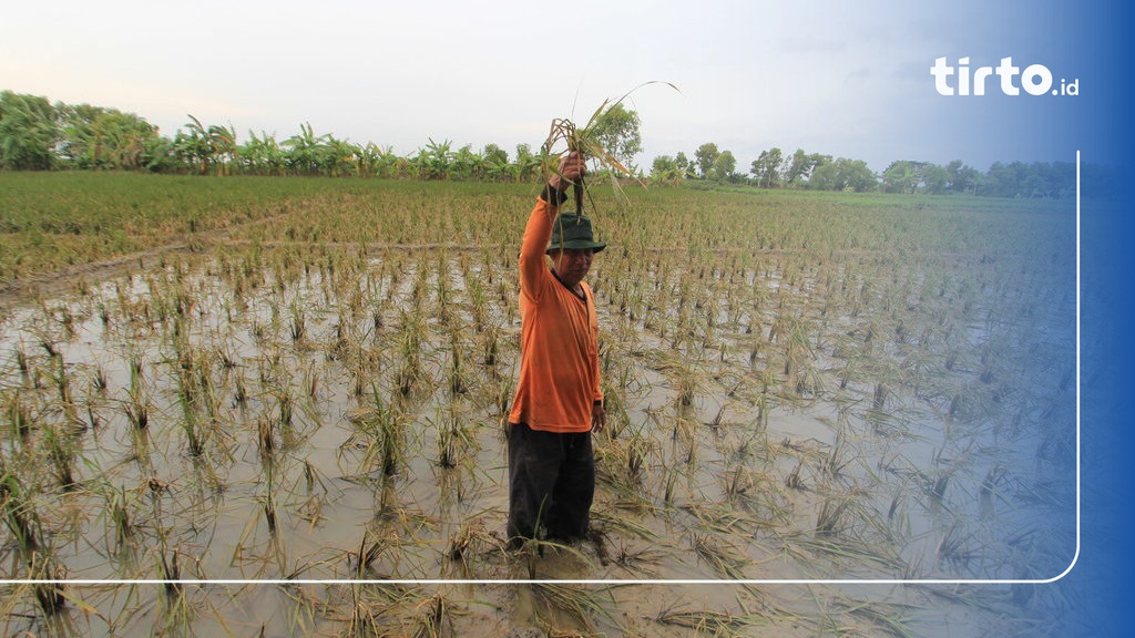Ratusan Hektare Sawah Karawang Terancam Gagal Panen akibat Banjir