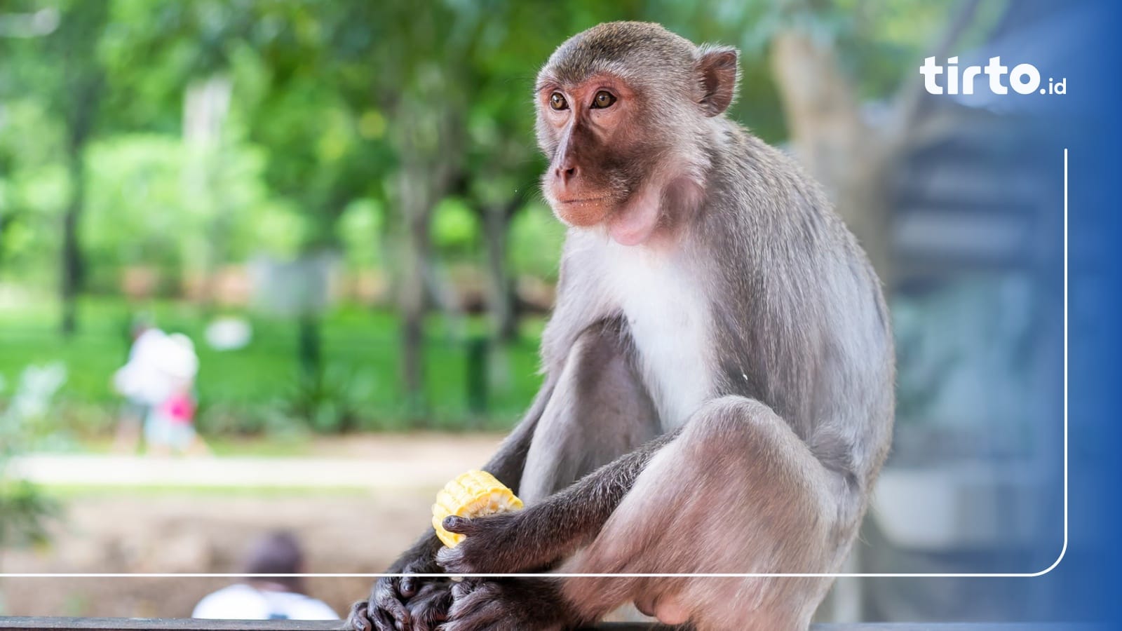 30 Contoh Hewan Omnivora, Pengertian, dan Ciri-Cirinya