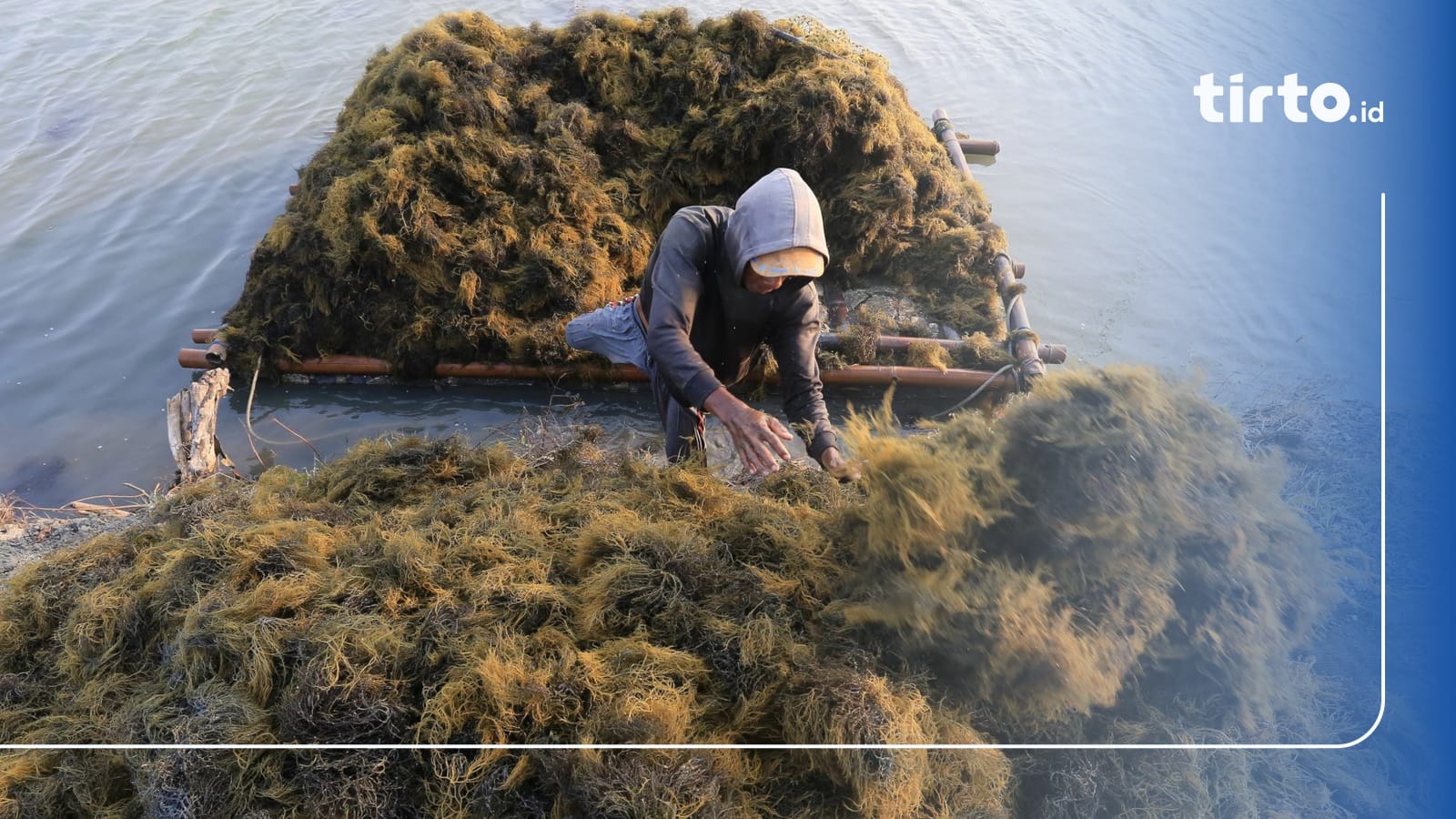 Apakah Rumput Laut-Biofuel Bisa Jadi BBM Seperti Kata Prabowo?