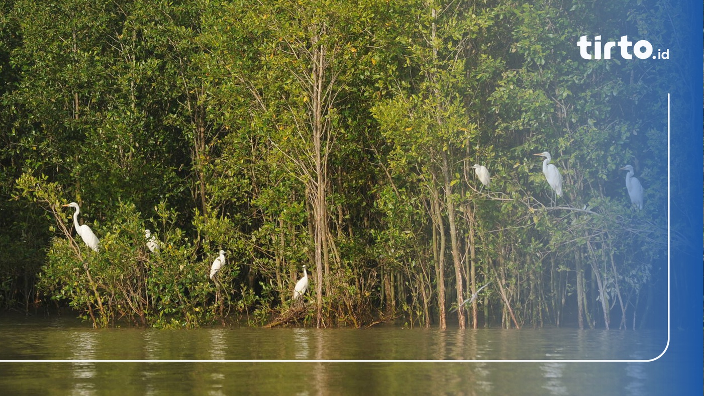Apa Saja Manfaat Tumbuhan Bakau Bagi Lingkungan Hidup?
