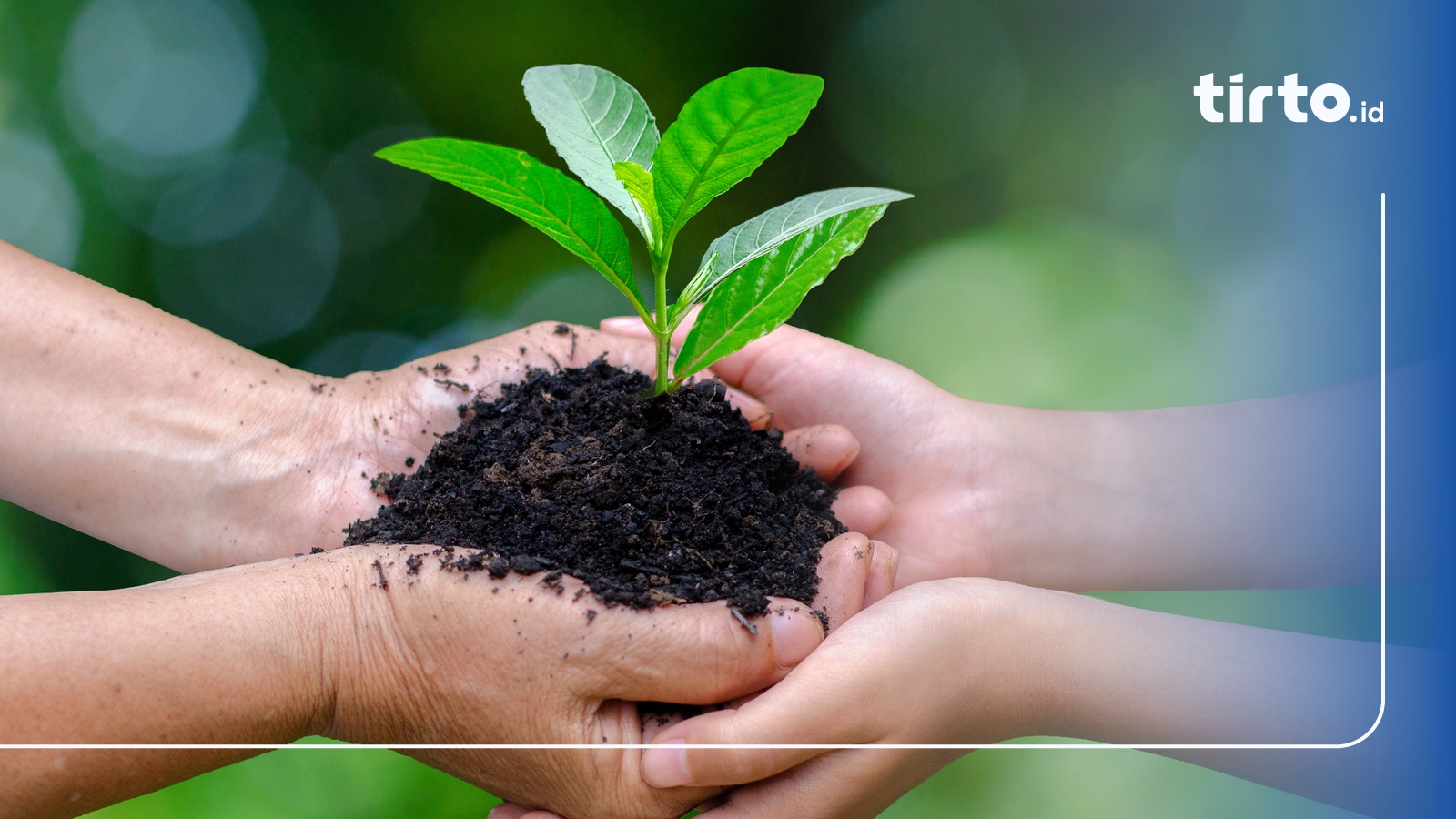 Ide Caption Hari Gerakan Satu Juta Pohon 10 Januari untuk Sosmed