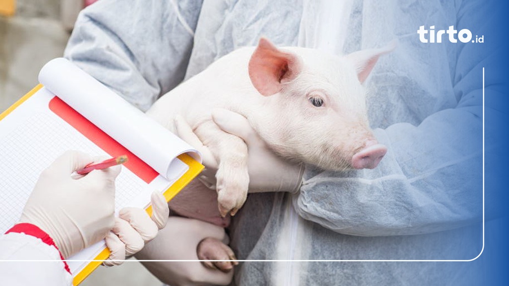 Babi, si Hewan Paling Berjasa Bagi Kesehatan Manusia