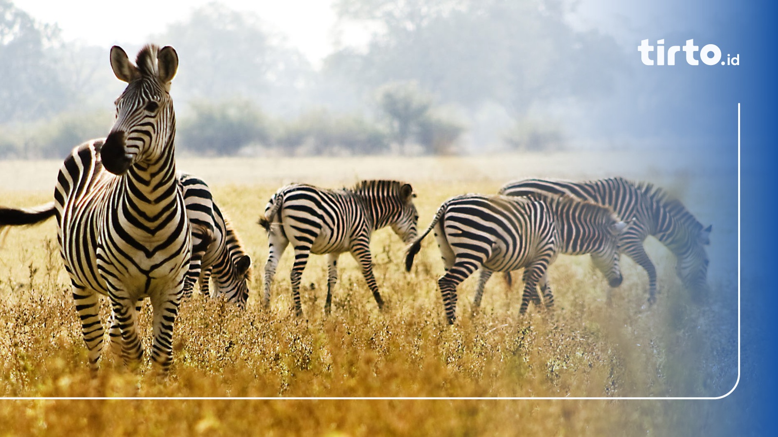 Zebra Memang Mirip Kuda, tapi Mereka Menolak Didomestikasi