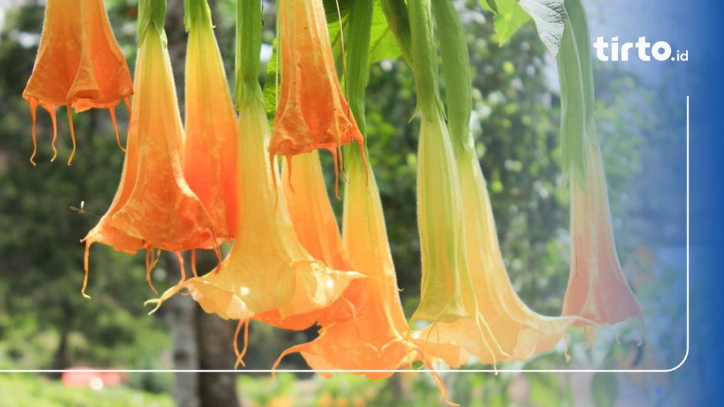 Apa Fungsi Benang Sari dan Penjelasan Bagian-Bagian Bunga?