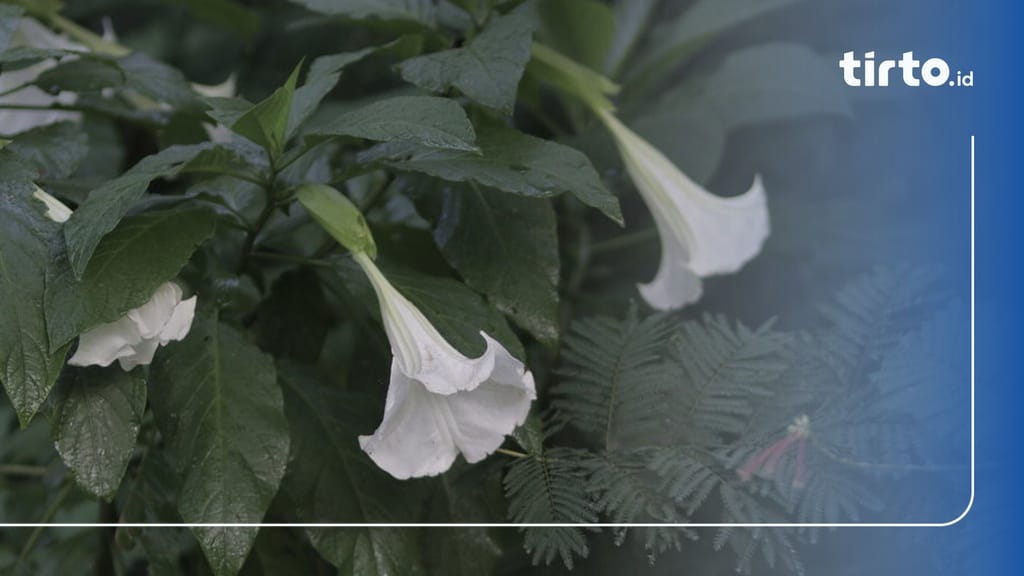 Mengenal Tanaman Kecubung, Manfaat & Efek Samping Mengonsumsinya