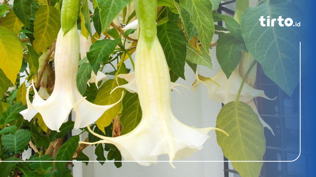 Apakah Kecubung Punya Manfaat dan Termasuk Halal atau Haram?