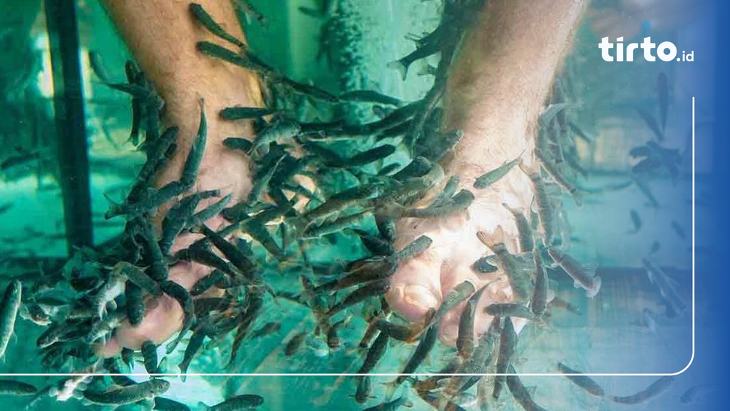 Apa Saja Manfaat Terapi Ikan dan Risikonya?
