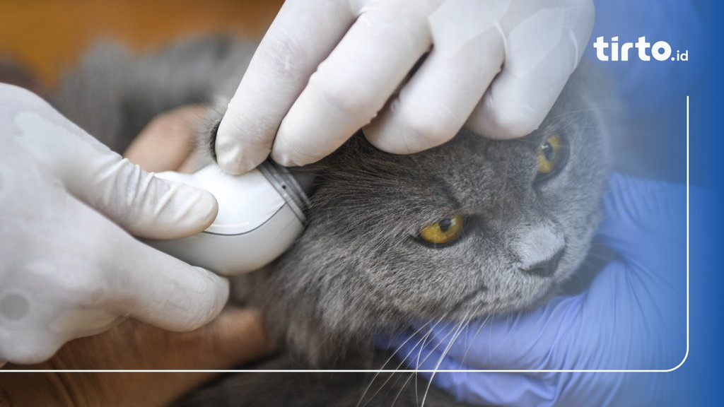 Cara Mengobati Telinga Kucing Berair & Bau serta Penyebabnya