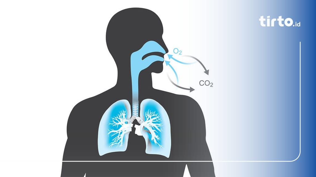 Fungsi Paru-Paru, Struktur, & Cara Kerja dalam Sistem Pernapasan