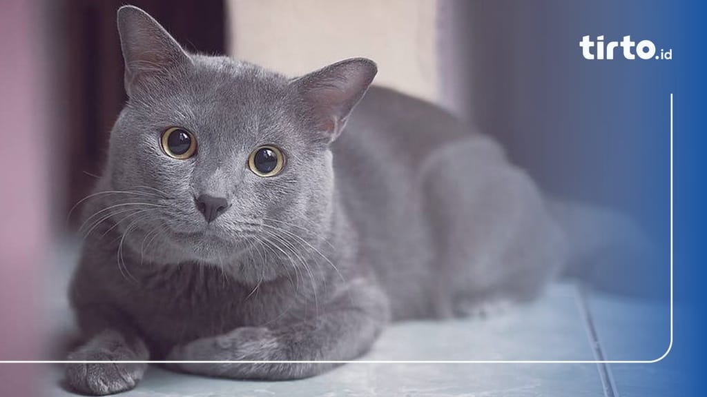 Apa Itu Cat Scratch Disease, Penyebab dan Cara Mengatasinya?