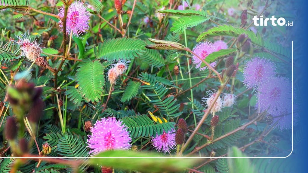 Manfaat Daun Putri Malu (Mimosa Pudica) dan Khasiatnya