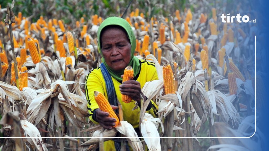 Kementan Optimalkan Lahan Sawit untuk Tanam Jagung