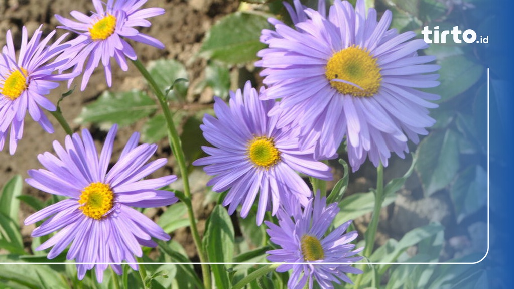 Makna Bunga Aster & Simbol dari Tiap Warnanya: Putih hingga Pink