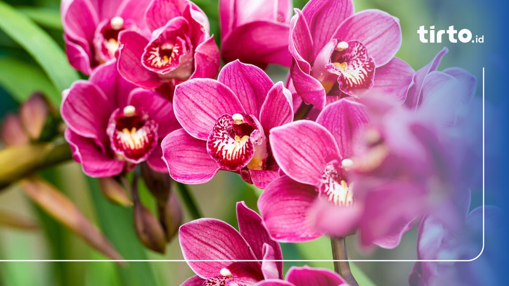Makna Bunga Anggrek Mulai dari Anggrek Ungu Hingga Anggrek Bulan