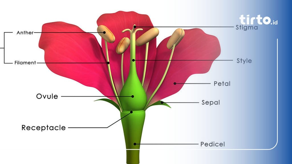 Materi IPA SD Kelas 4 Jenis dan Fungsi Bagian-bagian Bunga